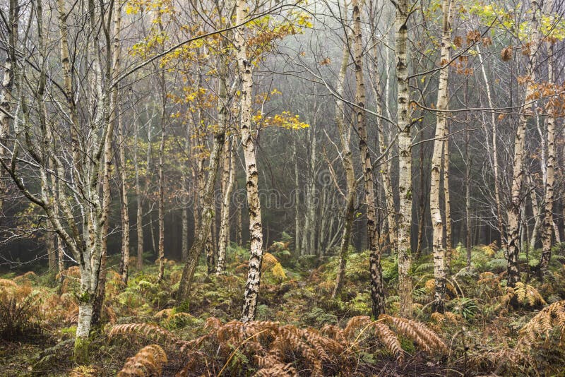 Misty Birch Forest in Scotland. Stock Photo - Image of northern, trees ...