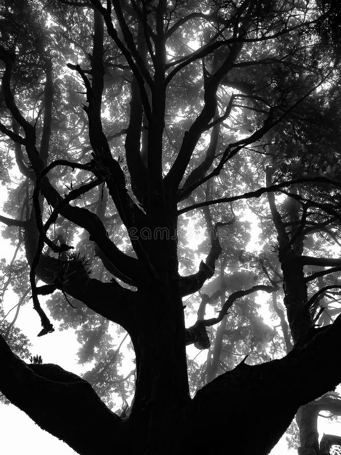 Misty Branches of Trees in the Forest. Stock Image - Image of natural ...