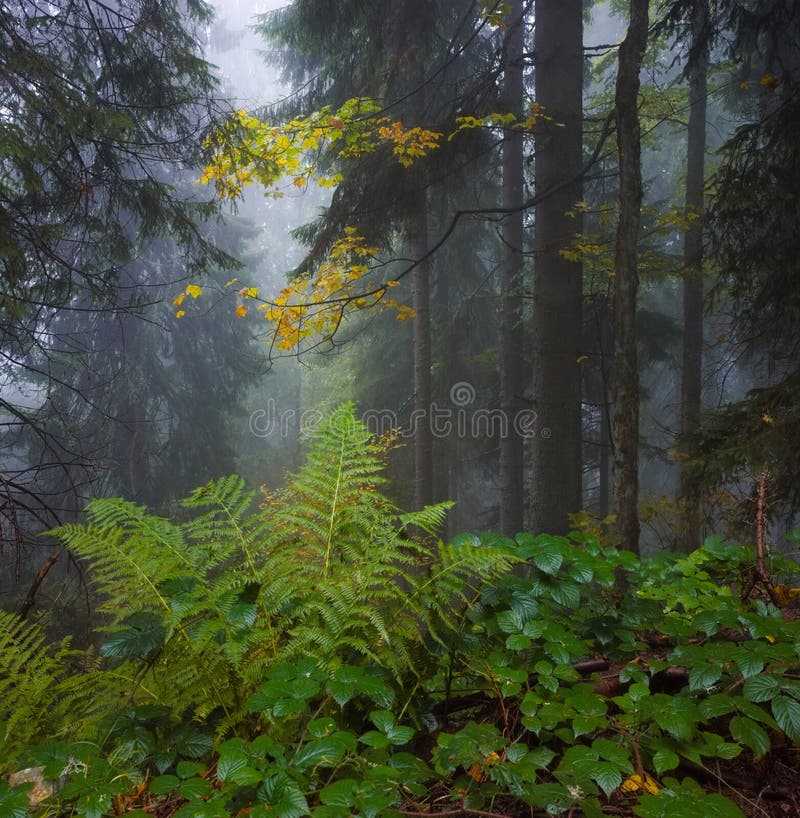 Evening in Misty forest stock photo. Image of plant - 243983894
