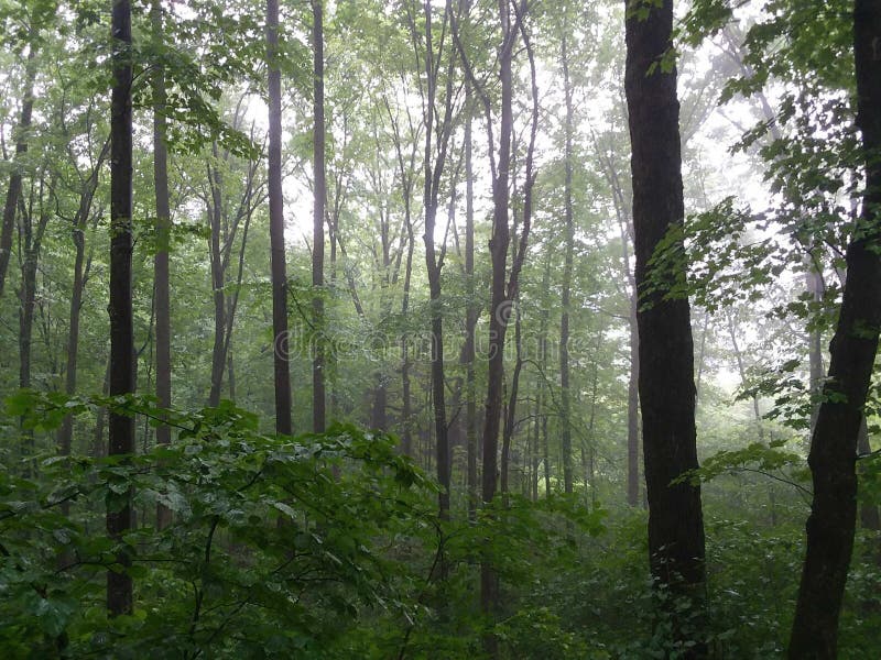 Misty damp forest morning stock photo. Image of damp - 168982816