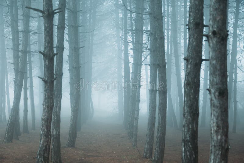 Misty Dark Forest. Fog in the Forest Stock Image - Image of road, pine ...