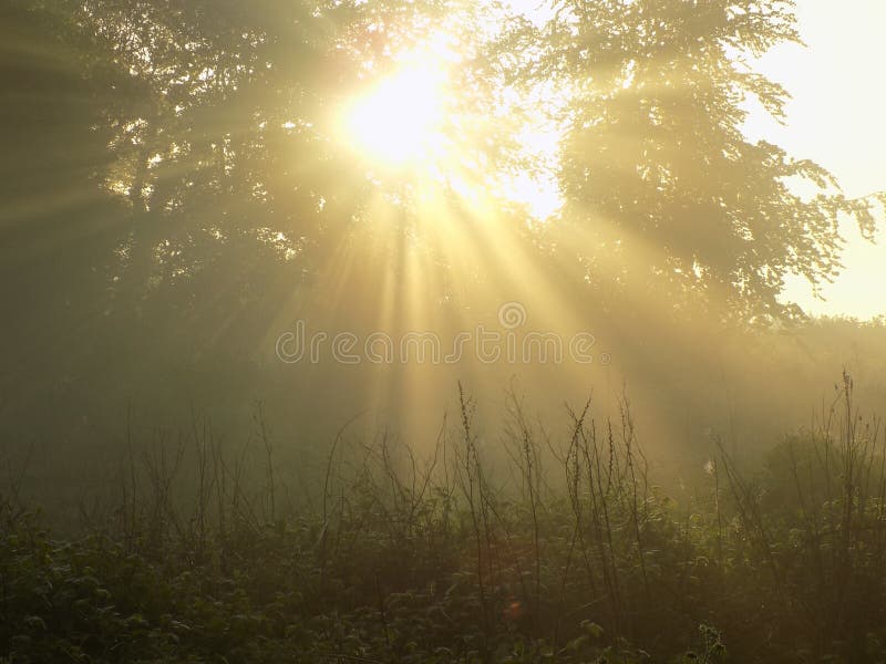 Misty dawn light rays stock photo. Image of rays, morning - 118756998