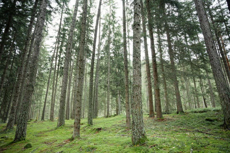 A Misty Day Inside an Italian Mountain Coniferous Forest Stock Image ...