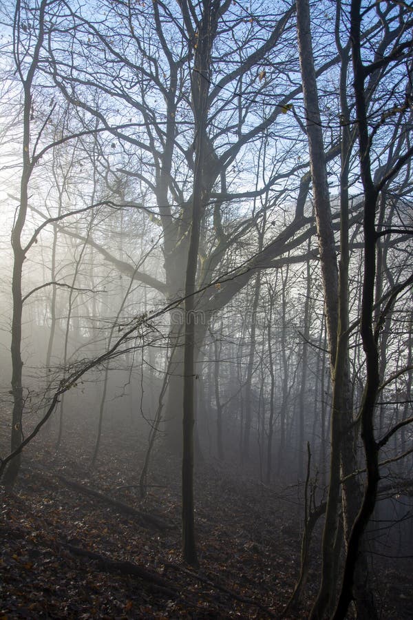 A Misty Deciduous Forest. Tree Trunks are Shrouded in the Fog Stock ...