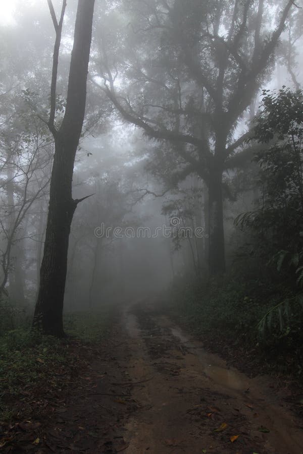 Into the Misty and Deep in Forest Stock Photo - Image of moist, pathway ...