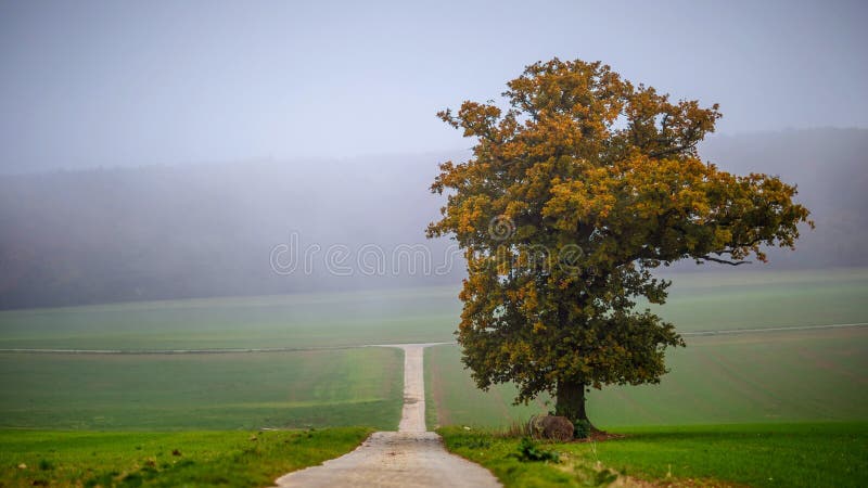 Misty Early Summer Morning in Germany Stock Image - Image of beauty ...