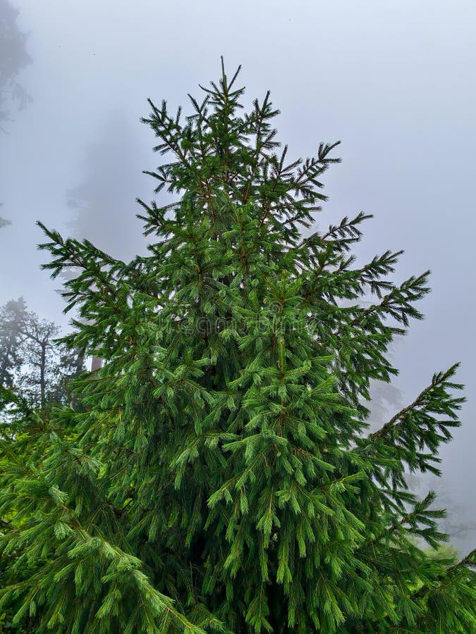 Misty Evergreen Forest Tree Stock Photo - Image of conifer, flora ...