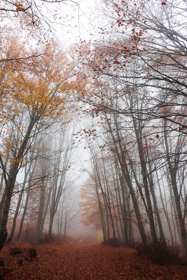 Misty fall forest stock photo. Image of brown, asphalt - 111339696