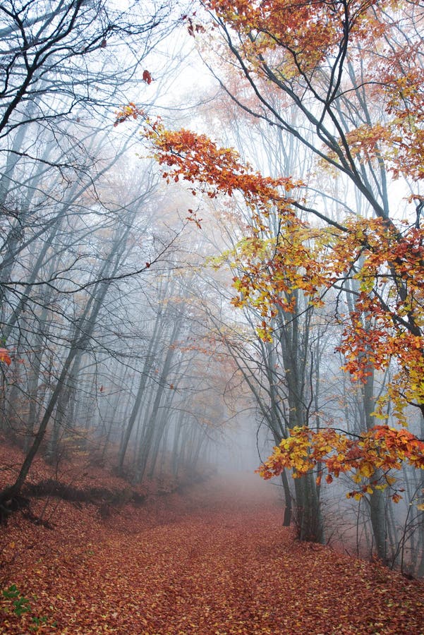 Misty fall path stock image. Image of branches, fall - 111339743
