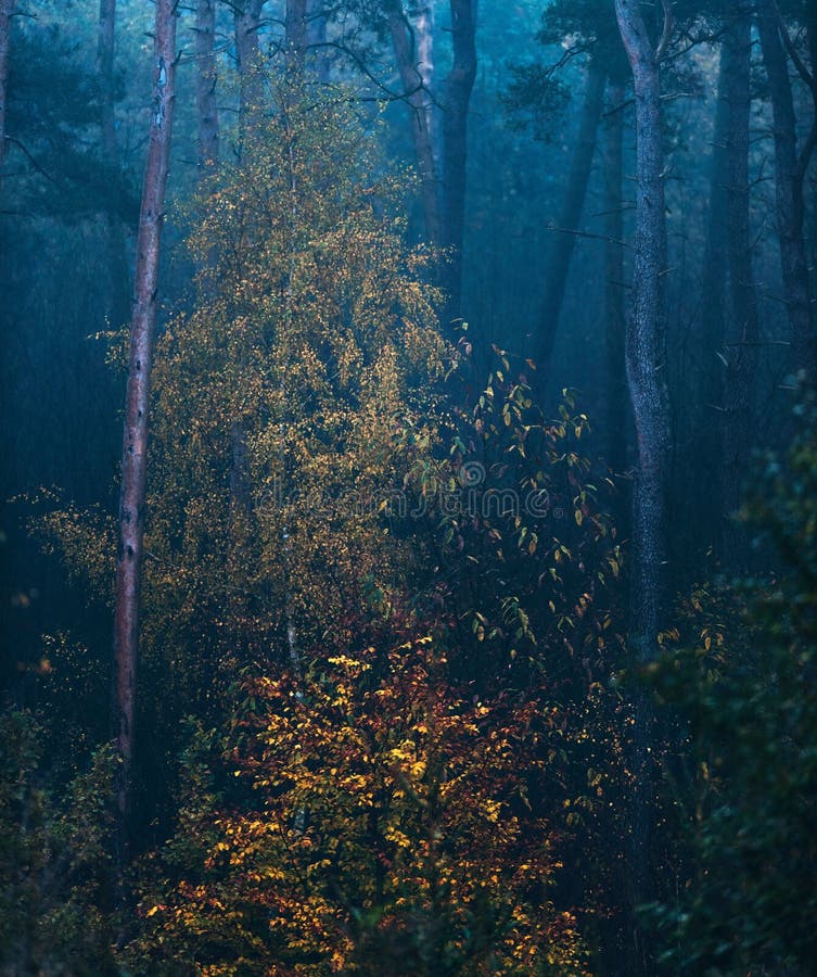 Misty Fall Spruce Forest with Some Yellow Colored Birch Trees. Stock ...