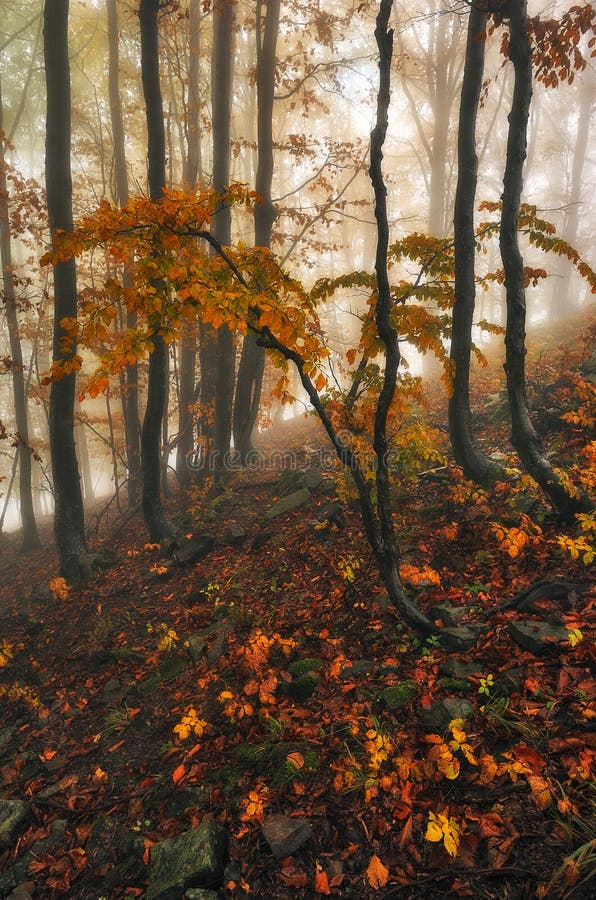 A Misty Fantastic Autumn Forest Stock Photo - Image of nature, beam ...
