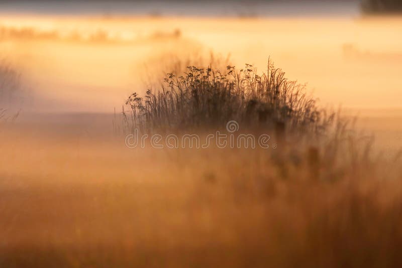 Misty field in countryside stock image. Image of green - 153869739