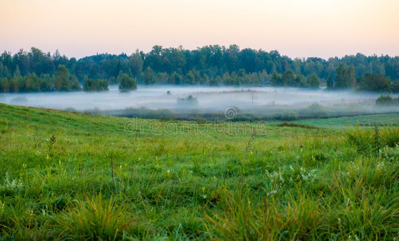 Grass At Sunrise With Mist And Dewdrops Stock Image - Image of nature ...