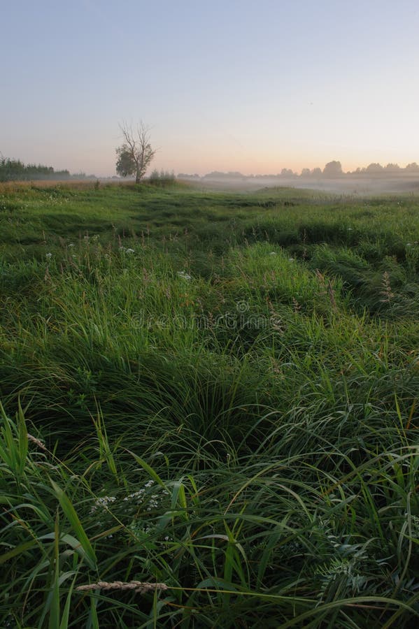 Misty field stock image. Image of natural, season, beautiful - 96833745