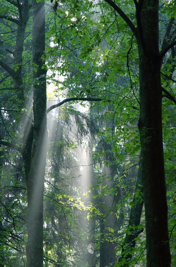Misty forest stock photo. Image of autumn, dawn, beam - 1140406