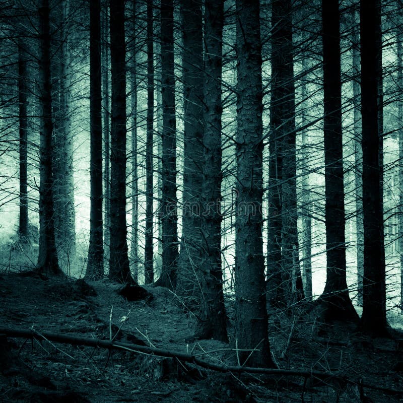 Misty forest stock photo. Image of forest, dark, mist - 15690176