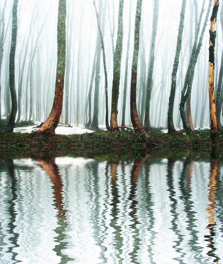 Misty forest stock photo. Image of fall, mysterious, seasonal - 5332006