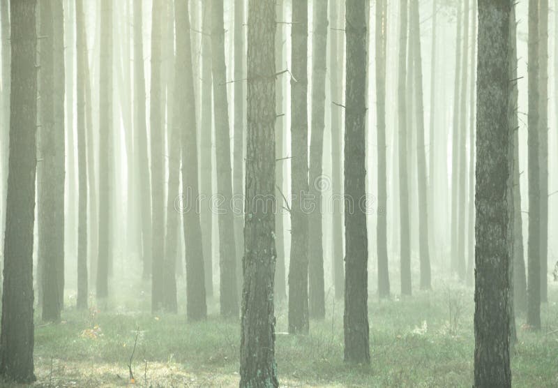 Misty forest stock image. Image of land, landscape, fall - 9179537