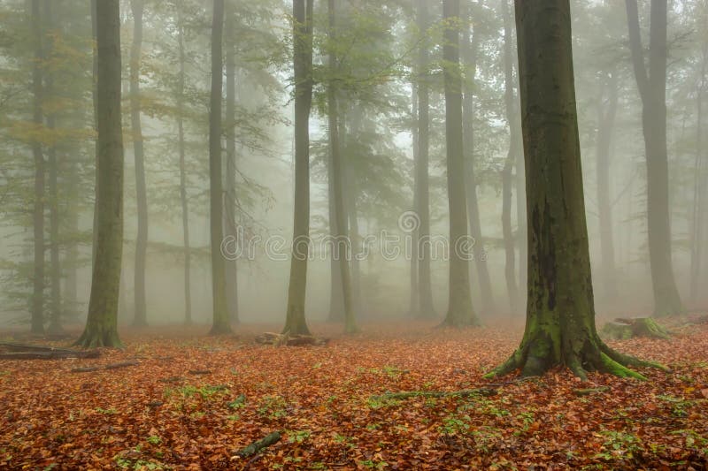 Misty Forest in Autumn stock photo. Image of nature, rich - 46929480
