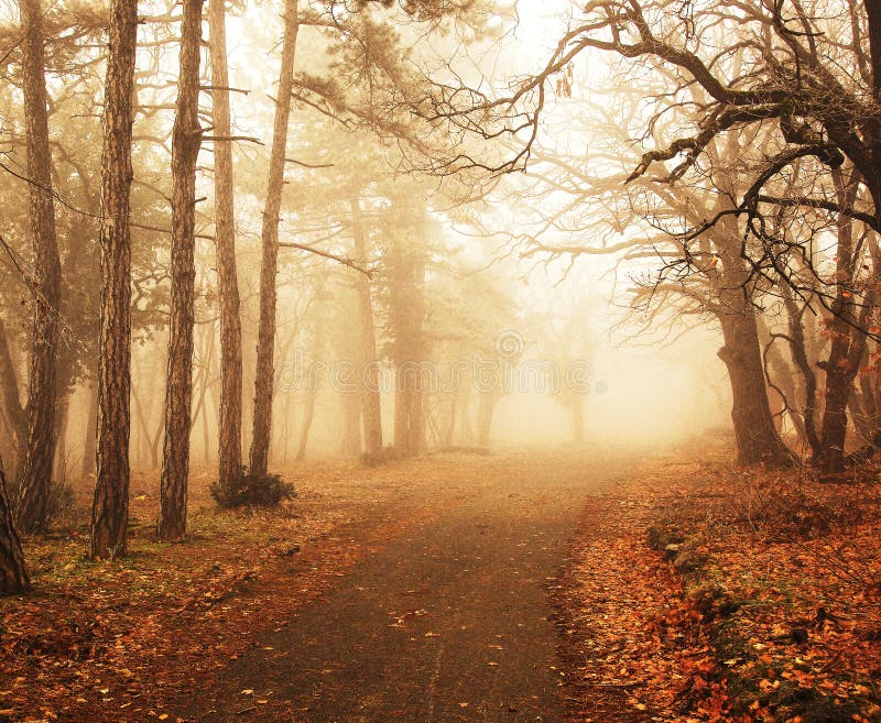 Misty forest in autumn stock photo. Image of tree, enchanted - 40297746