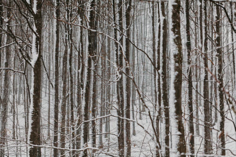 Forest during Snowstorm in Winter Stock Photo - Image of frozen, nature ...