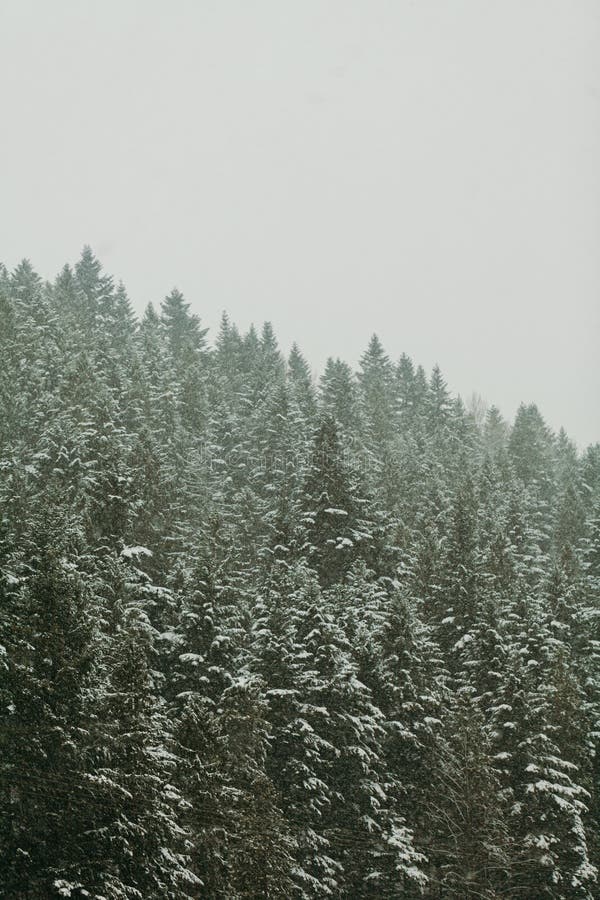 Forest during Snowstorm in Winter Stock Photo - Image of holiday ...