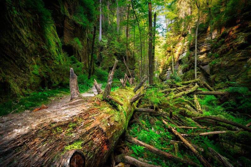 Forest in Bohemian Switzerland, Czech Republic Stock Photo - Image of ...