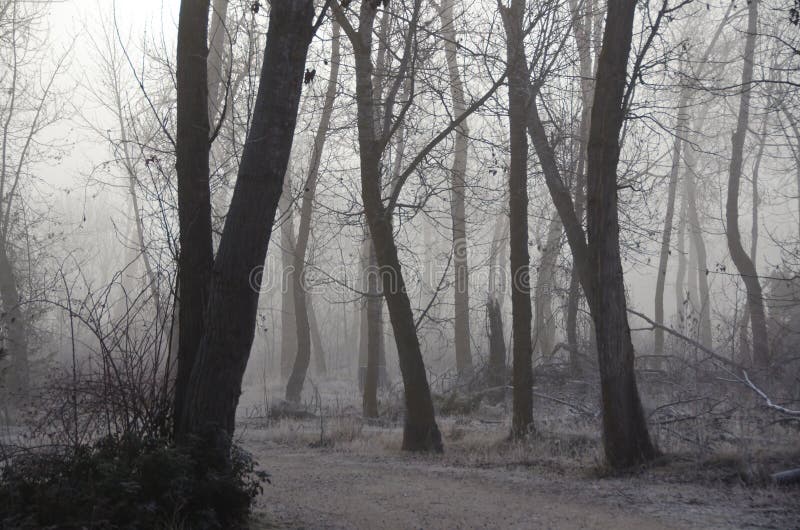 Misty Forest on a Cold Silent Morning Stock Photo - Image of cold ...