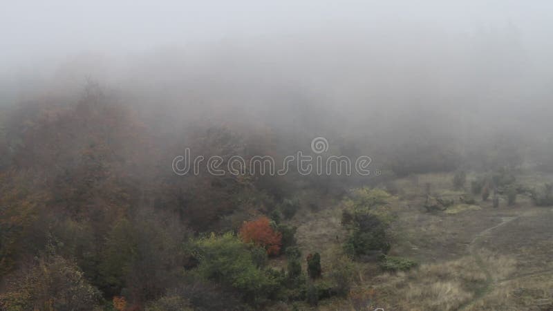 Misty Forest with Tall, Green Trees and a Grey Sky Stock Video - Video ...