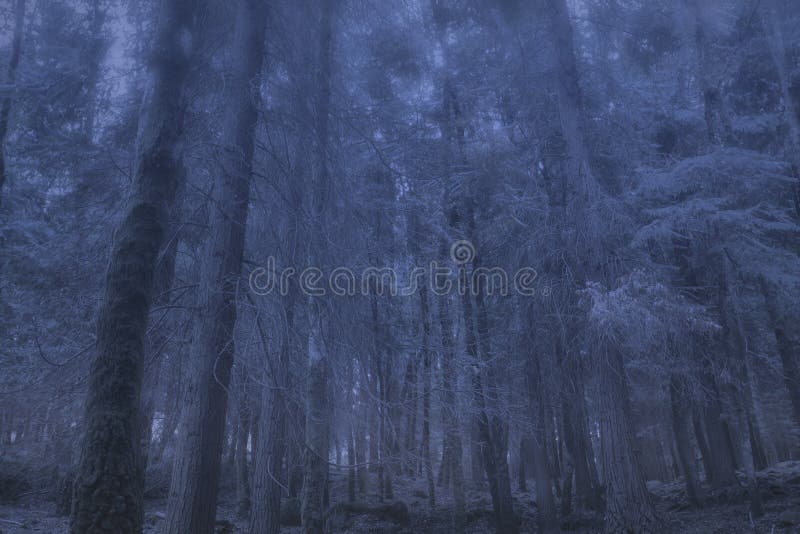 Misty forest at dusk stock photo. Image of elegant, forest - 135203424
