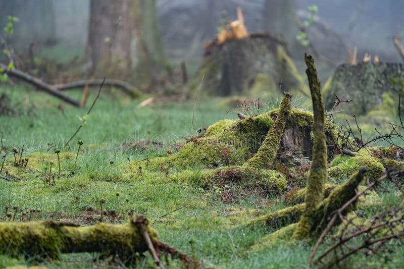 Misty Forest Floor Covered in Moss and Small Plants with Tree Stumps ...