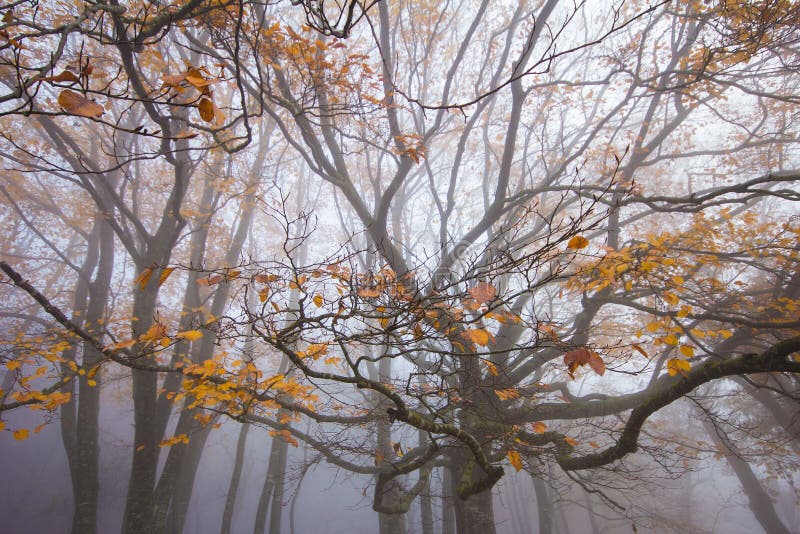 Misty Forest with Fog in the Autumn Stock Image - Image of haze ...