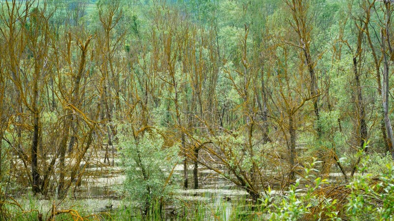 Misty Forest Landscape. Dead Trees and Swamp in a Spooky Forest Stock ...