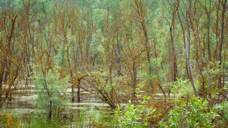 Misty Forest Landscape. Dead Trees and Swamp in a Spooky Forest Stock ...