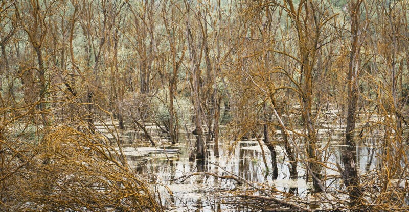 Misty Forest Landscape. Dead Trees and Swamp in a Spooky Forest Stock ...