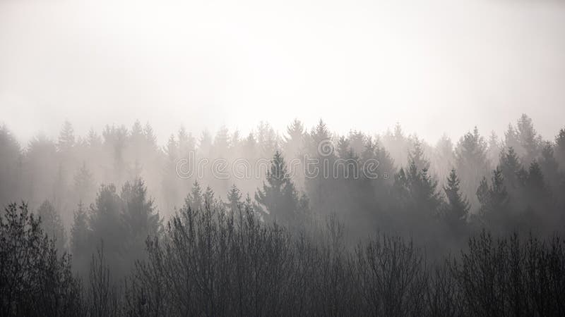 Misty Forest with Layered Tree Silhouettes Fading into a White ...