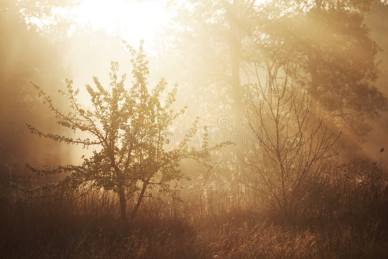 Misty forest stock photo. Image of spring, nature, fall - 54180106