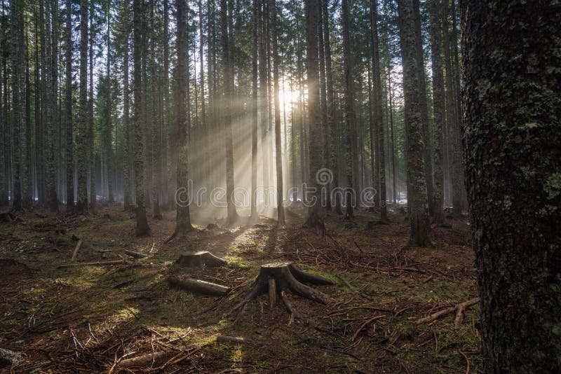 Misty forest stock photo. Image of light, season, daylight - 35859812