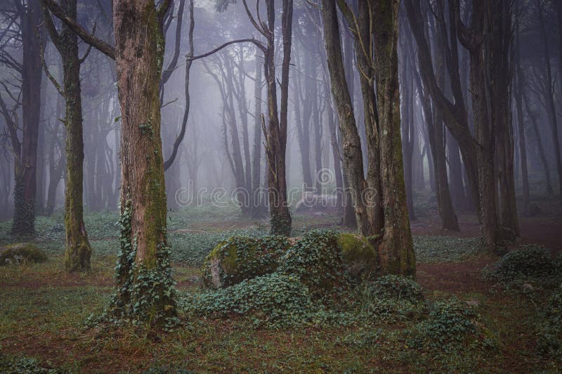 Misty Forest with Mossy Rocks and Trees Stock Photo - Image of morning ...