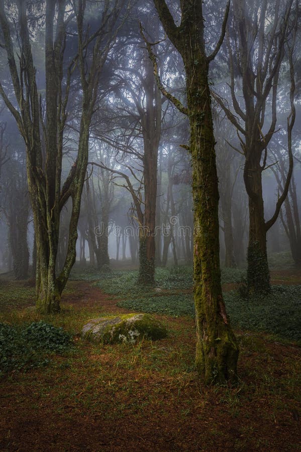 Misty Forest with Mossy Rocks and Trees Stock Photo - Image of path ...