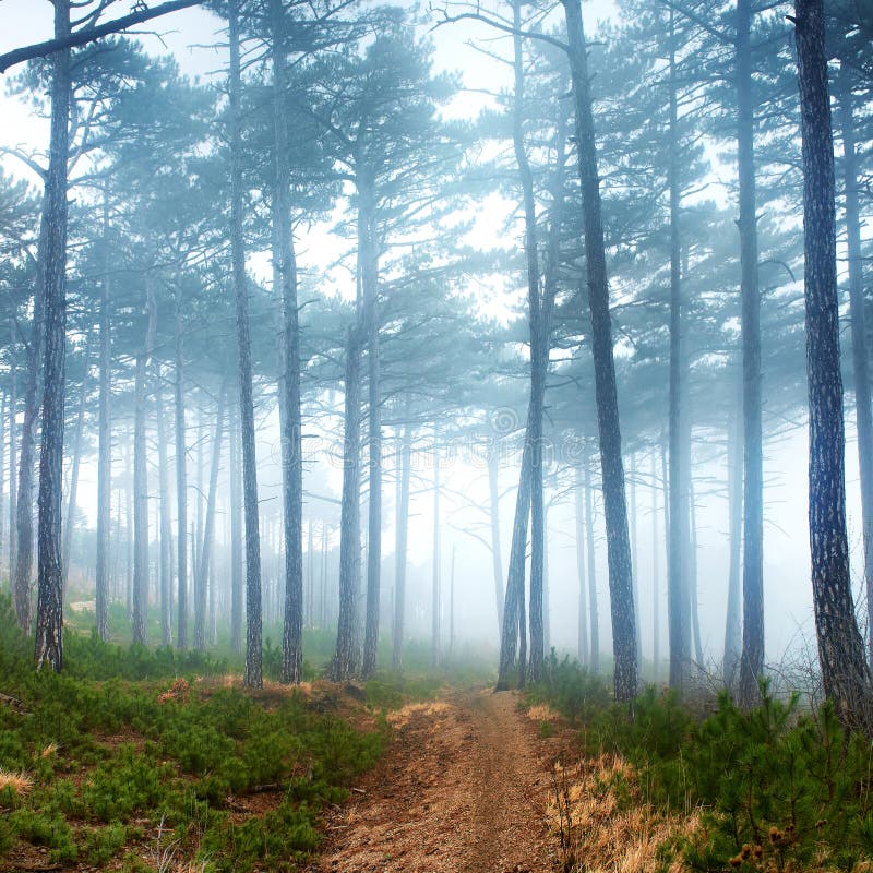 Misty forest stock image. Image of cold, natural, horror - 38597717