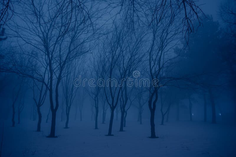 Misty forest by night stock image. Image of horror, forest - 111668895