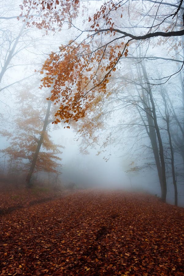Misty Forest Path in Autumn Stock Photo - Image of foggy, forest: 111795774