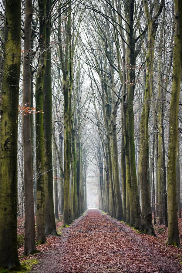 Misty Forest Path Lined with Tall Trees in Autumn Stock Image - Image ...