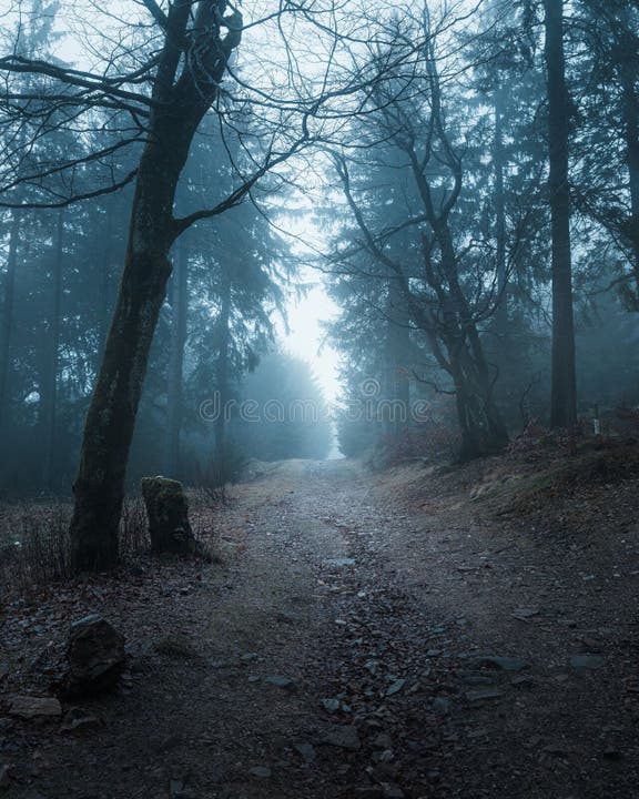 Misty Forest Path Surrounded by Tall Trees and a Serene Atmosphere ...