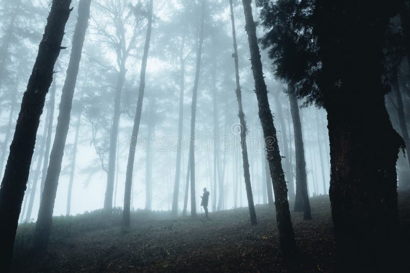 Misty Forest and Pine Trees Stock Image - Image of mystic, landscape ...