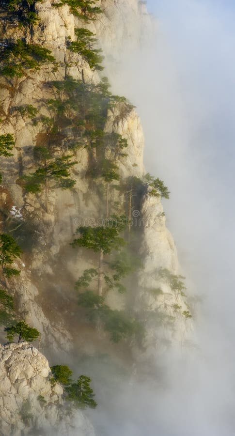 Misty forest stock image. Image of forest, rock, tree - 41568357