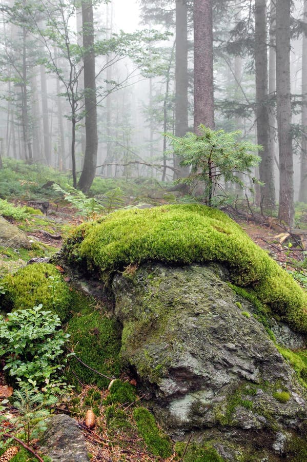 Misty forest after rain. stock photo. Image of drizzly - 58129022