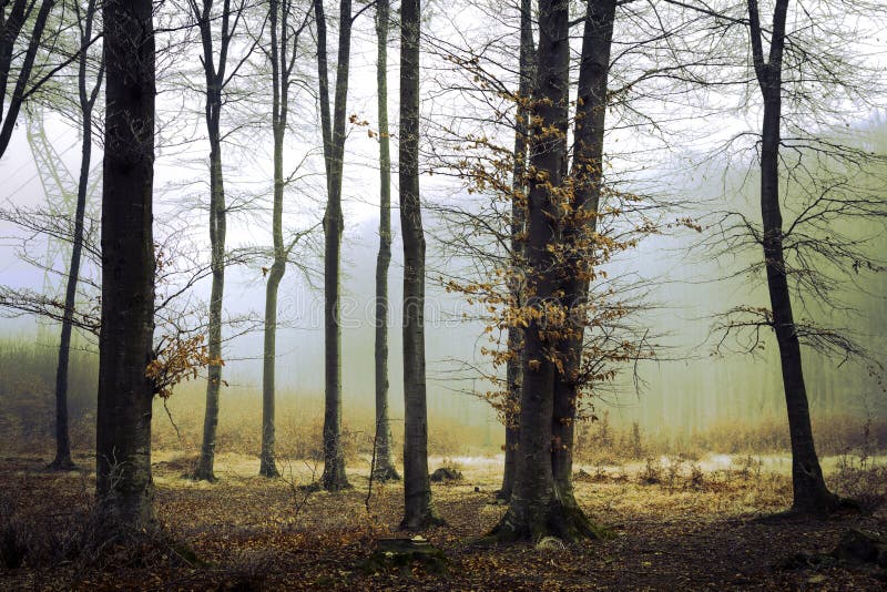 Misty forest after rain stock image. Image of dead, halloween - 46639719