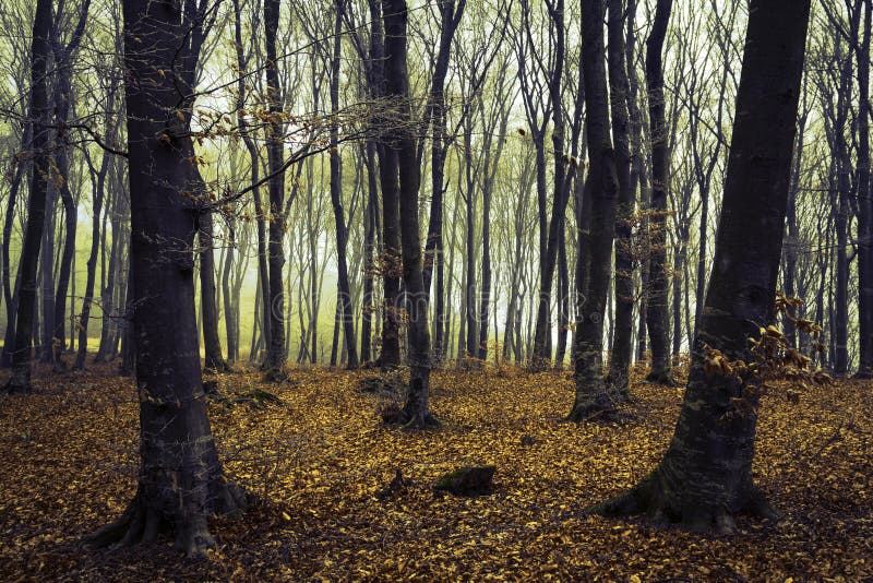 Misty forest after rain stock image. Image of grim, elegant - 46639741